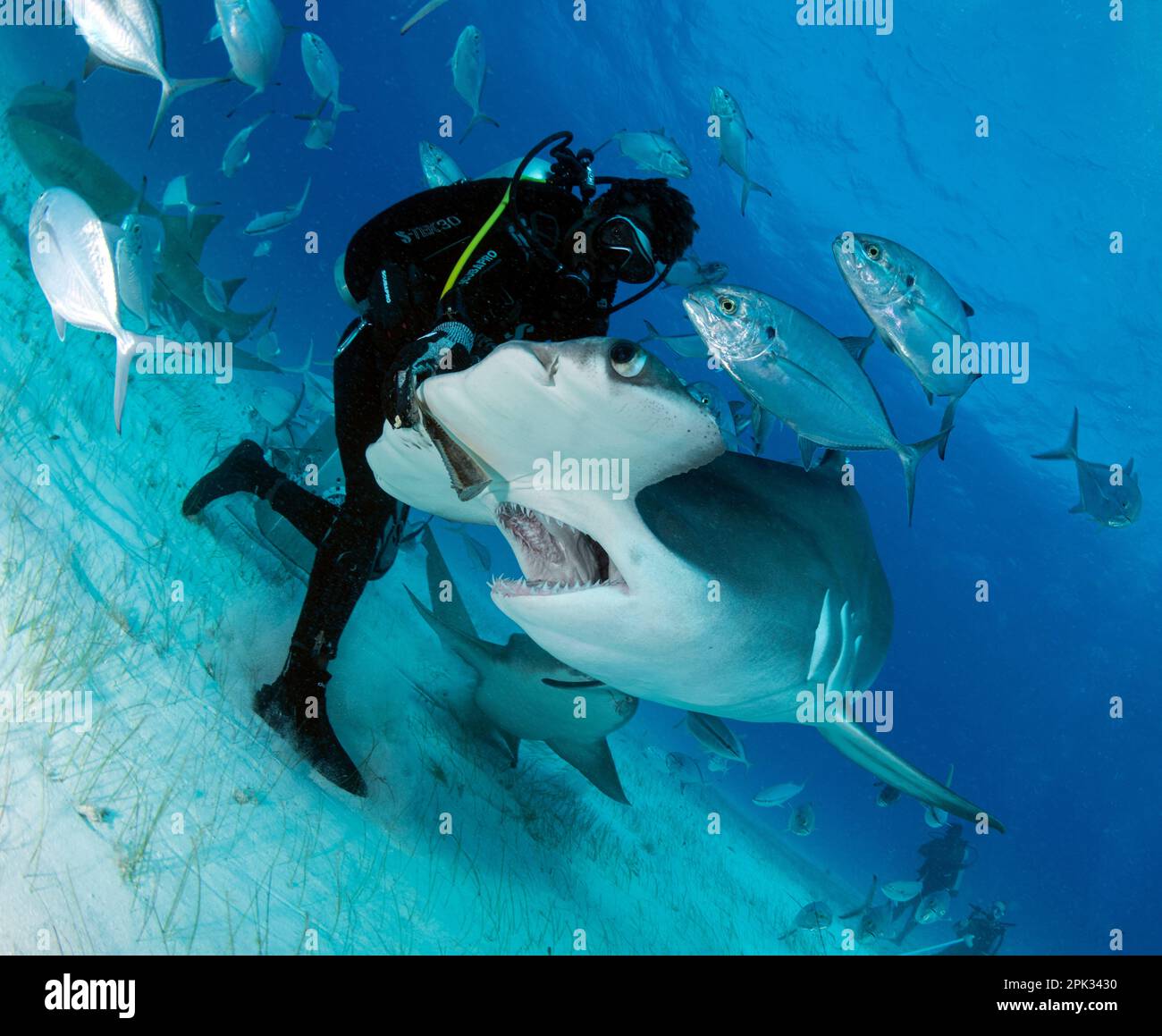 A BRAVE PHOTOGRAPHER handfed hammerhead sharks to prove the 1,200-pound ...
