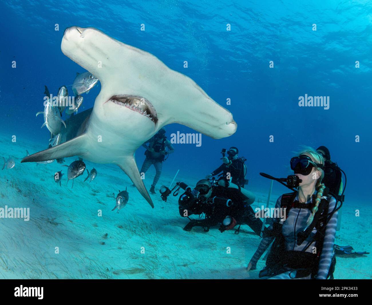 A BRAVE PHOTOGRAPHER handfed hammerhead sharks to prove the 1,200-pound ...