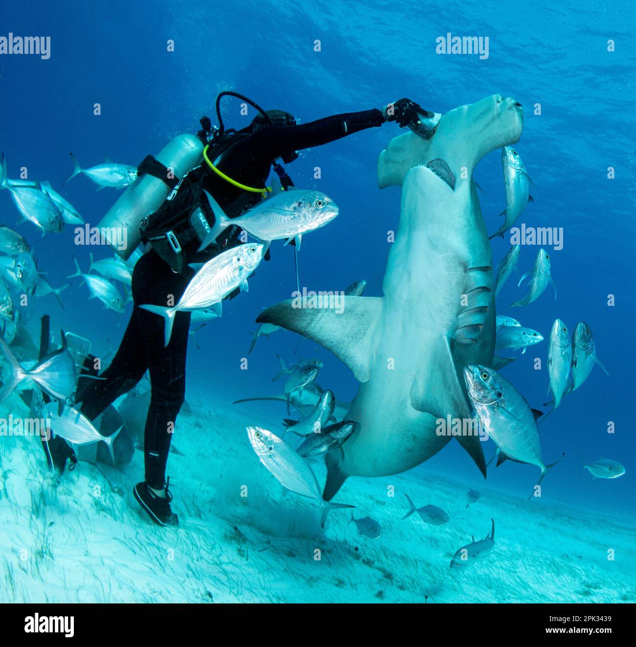 A BRAVE PHOTOGRAPHER handfed hammerhead sharks to prove the 1,200-pound ...