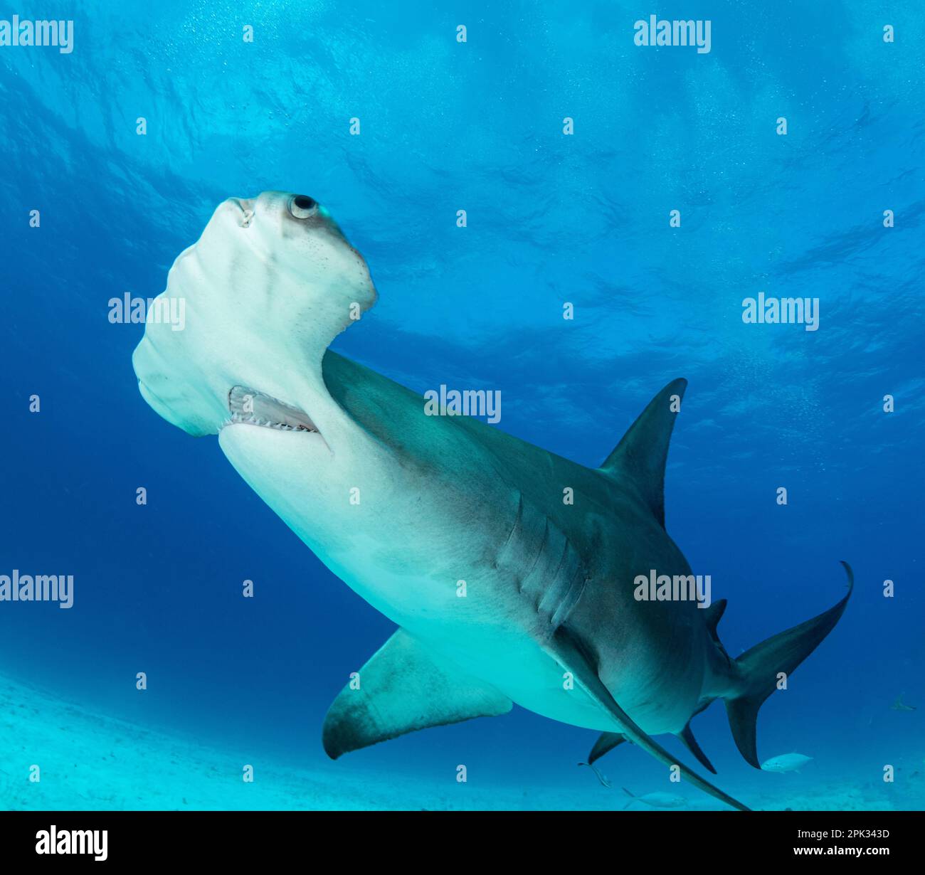 A BRAVE PHOTOGRAPHER handfed hammerhead sharks to prove the 1,200-pound ...