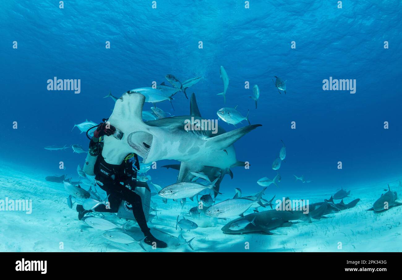 A BRAVE PHOTOGRAPHER handfed hammerhead sharks to prove the 1,200-pound ...