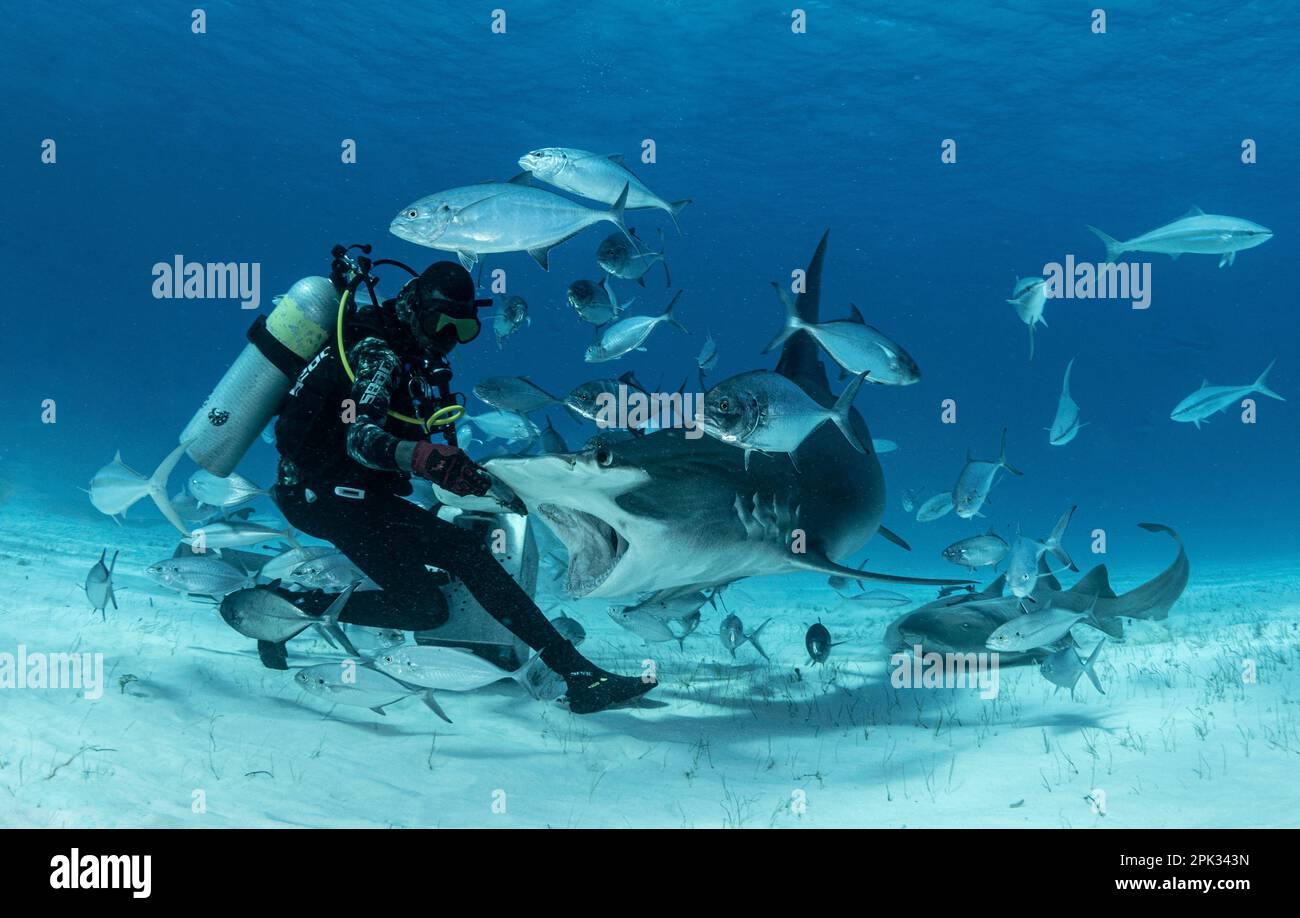 A BRAVE PHOTOGRAPHER handfed hammerhead sharks to prove the 1,200-pound ...