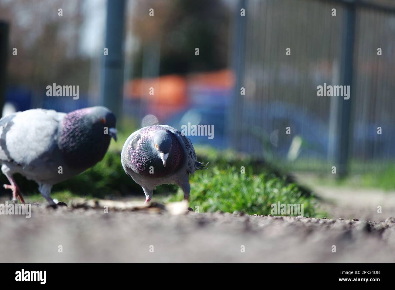 Cute Pigeon in the Local Public Park of Luton Town of England UK Stock ...