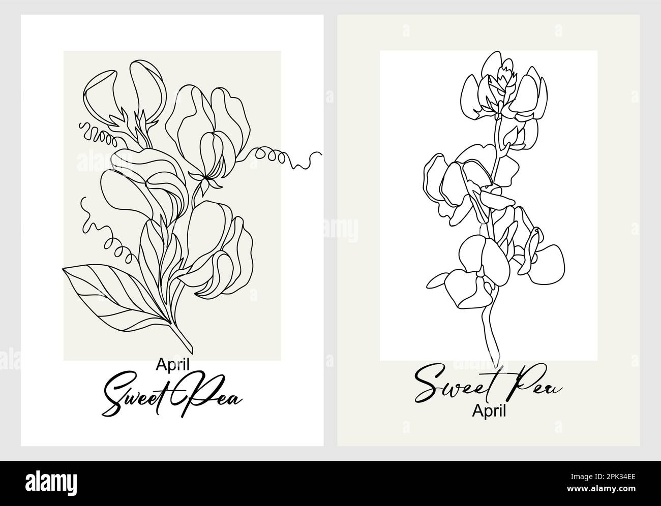 Sweet Pea April birth month flowers vector art Stock Vector Image & Art ...