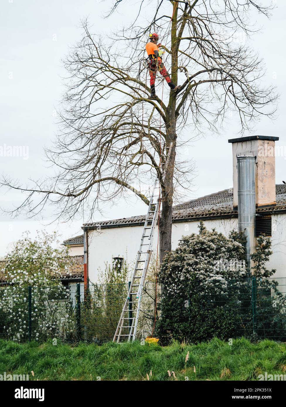 A gardener trims a tree in the rural park, using metal equipment to ...