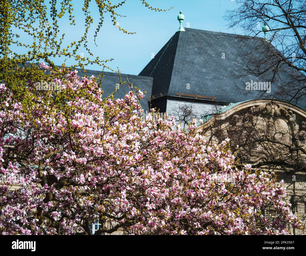 The beauty of nature in full bloom is captured atop a rooftop in ...