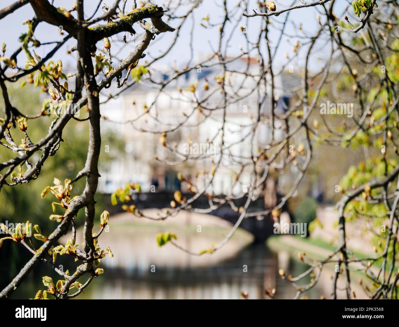 An idyllic view of nature in bloom, with chestnut branches and buds ...