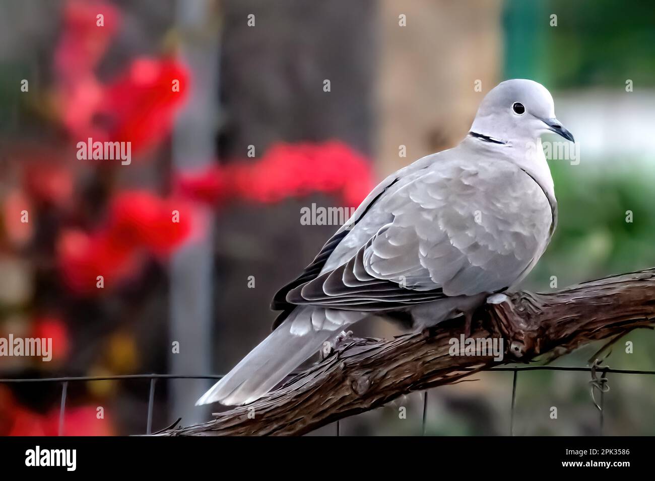 Single Eurasian collared dove or Streptopelia decaocto sitting on the ...