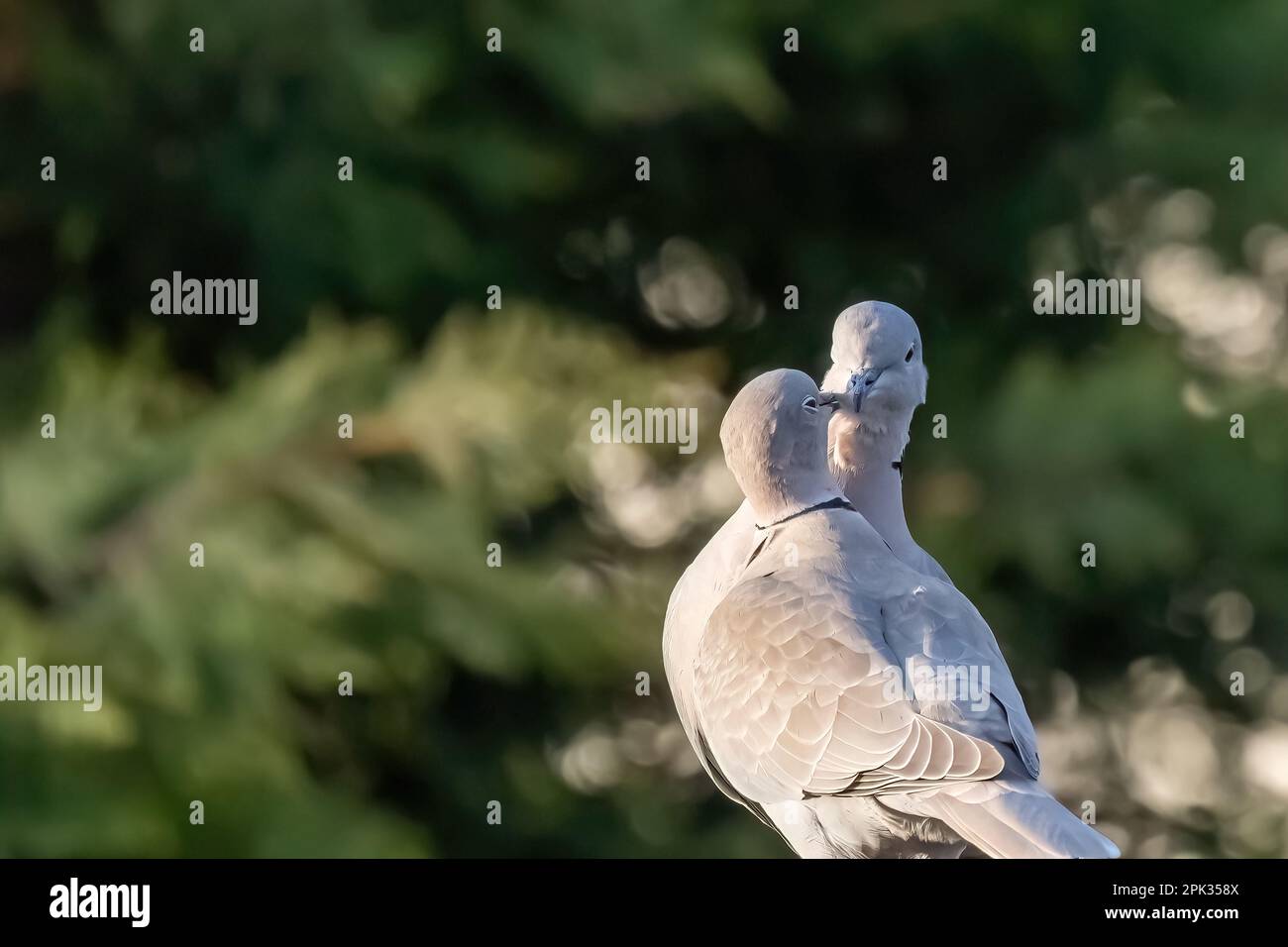 Couple of Eurasian collared dove or Streptopelia decaocto in love on ...