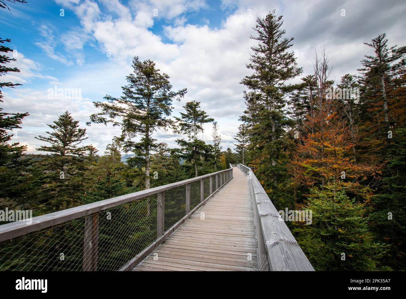 Forest path and trail of the treetop path called Baumwipfelpfad ...