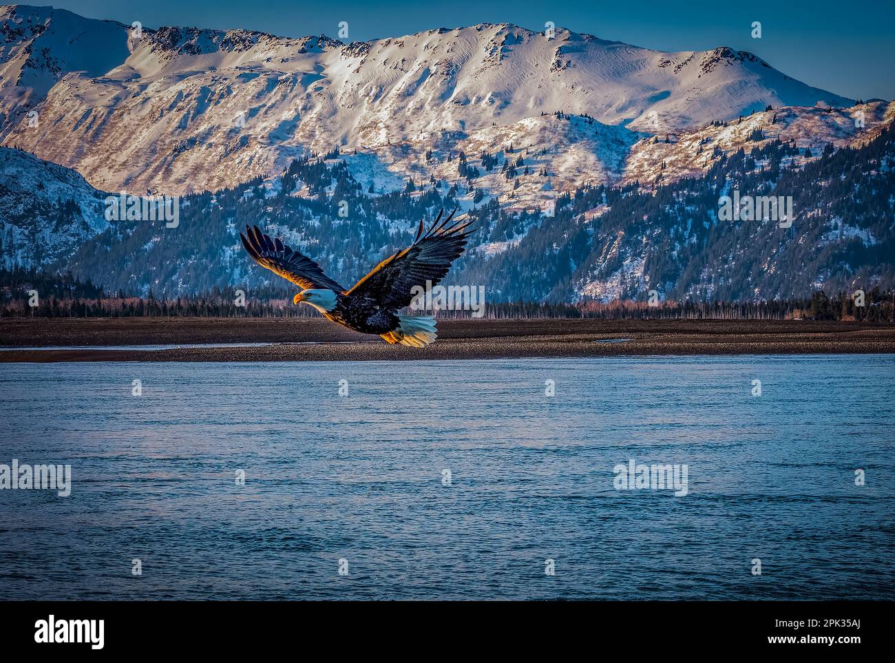 Bald eagle flying over ocean hi-res stock photography and images - Alamy