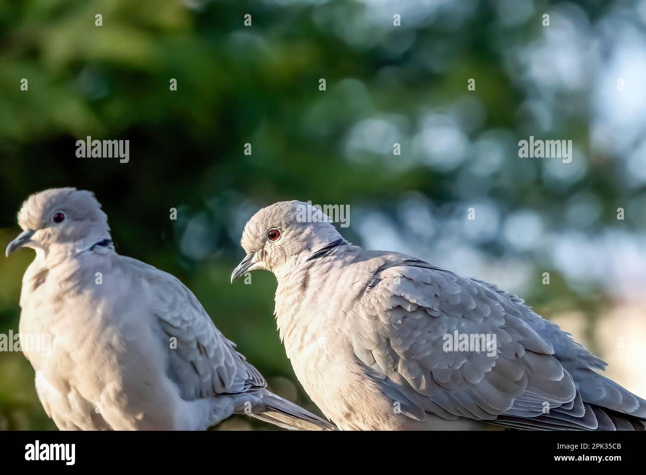 Couple of Eurasian collared dove or Streptopelia decaocto in love on ...