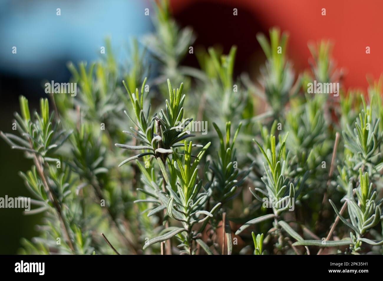 Lavender spring shoots hi-res stock photography and images - Alamy