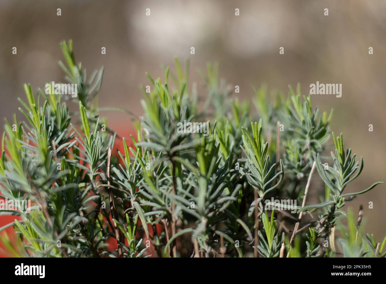 Lavender spring shoots hi-res stock photography and images - Alamy