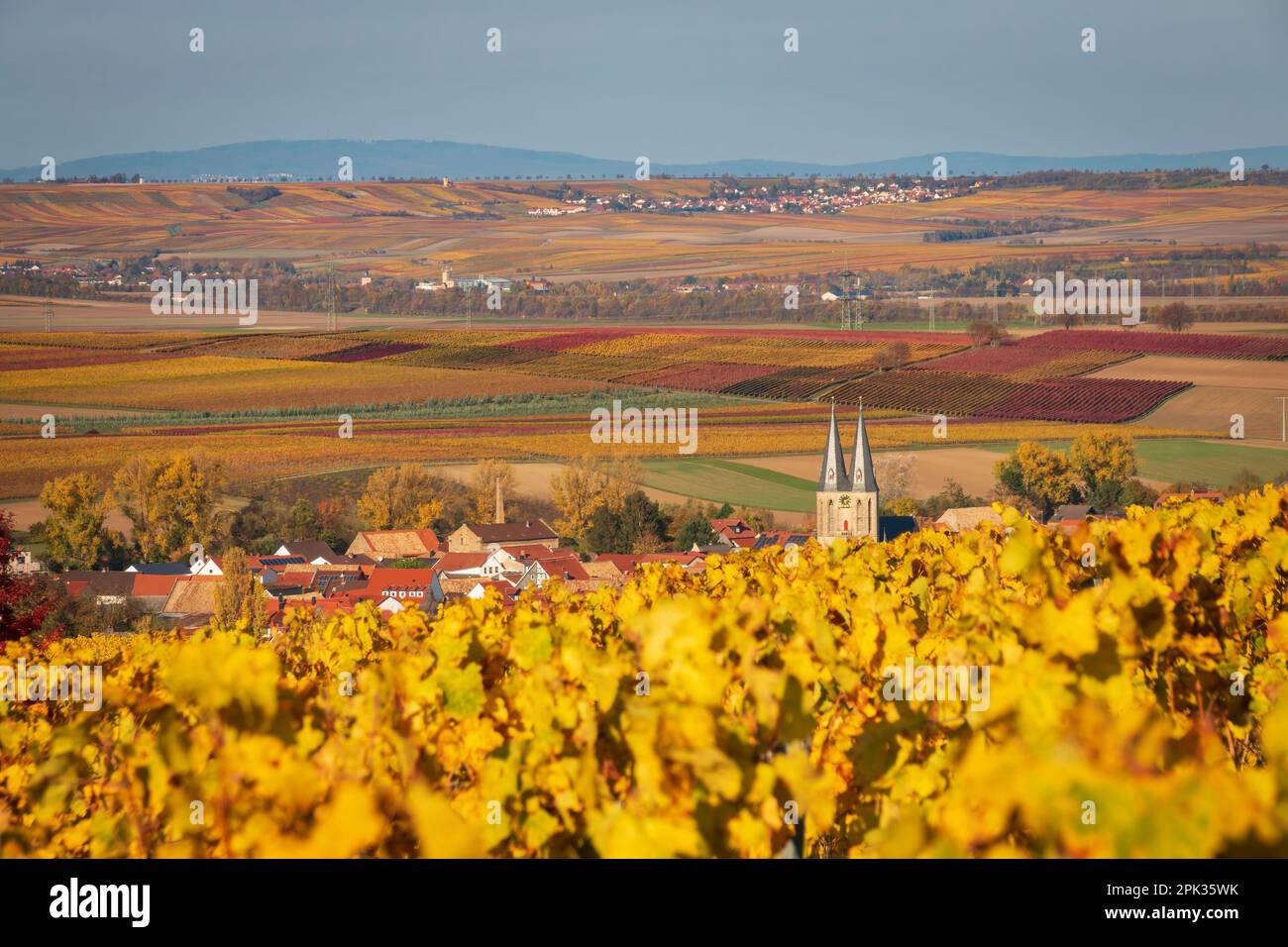 Panoramic view of autumn colored yellow vineyards around Flonheim with ...