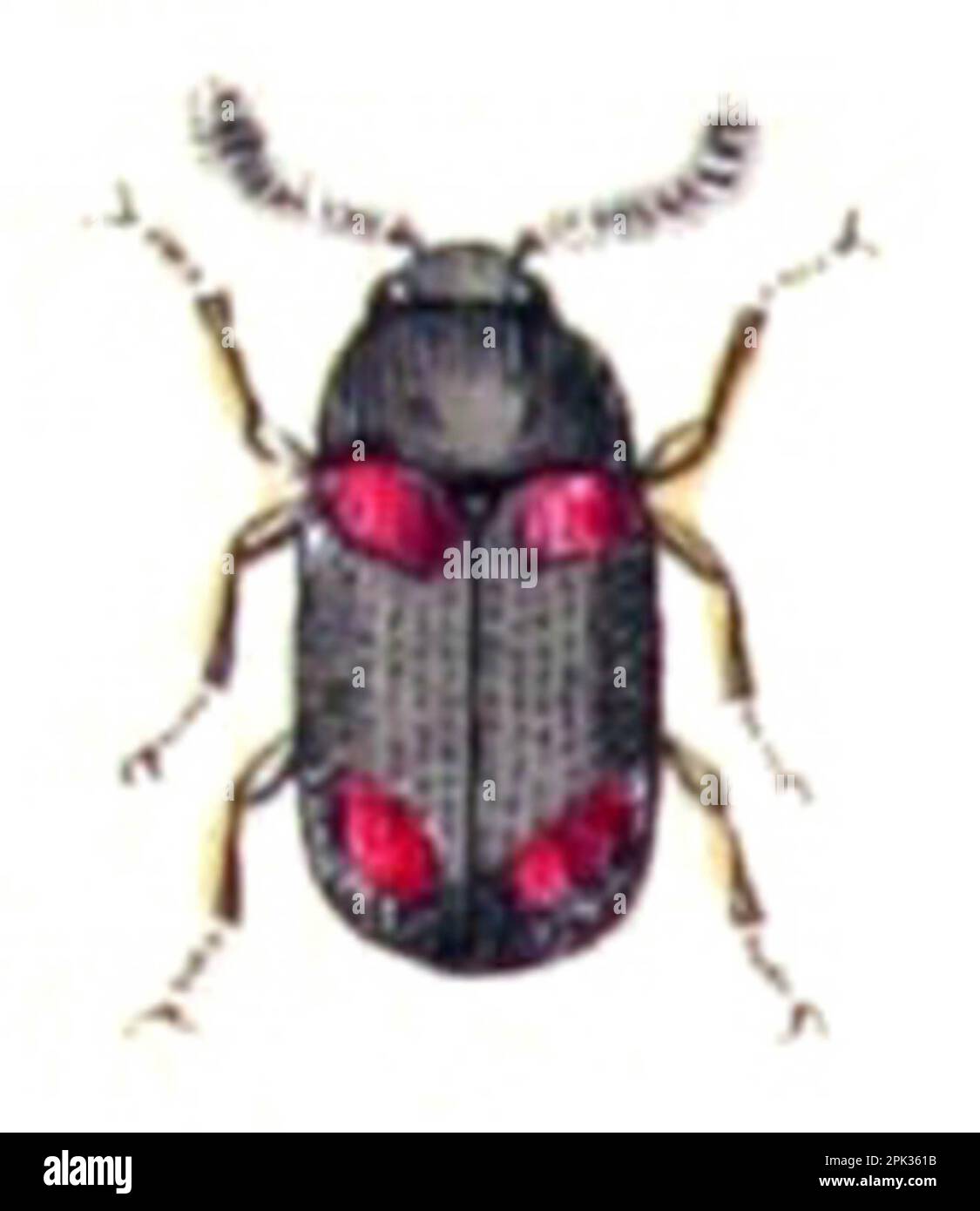 Scaphidium quadrimaculatum hi-res stock photography and images - Alamy