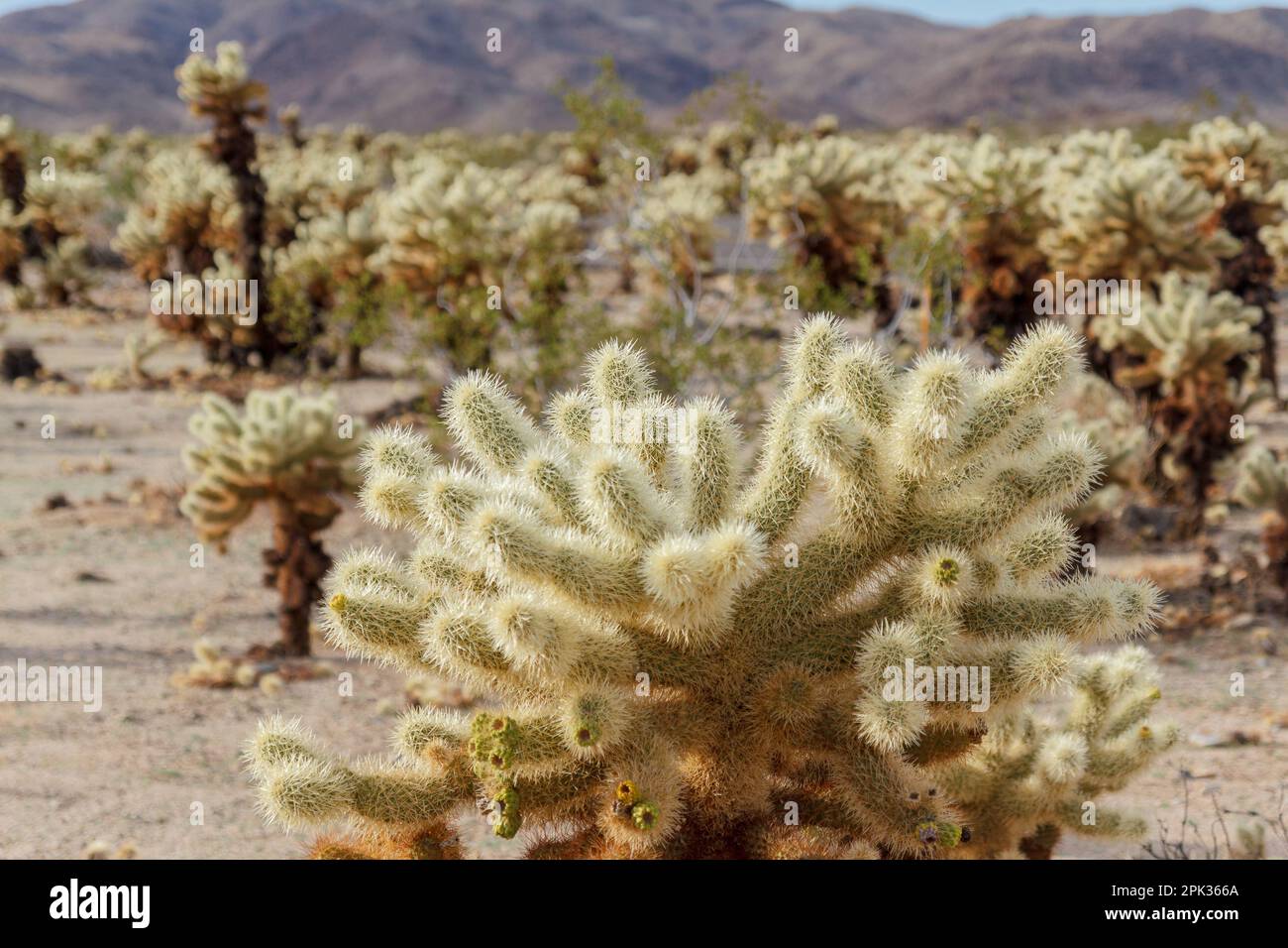 Cholla cactus garden in Joshua Tree National Park, California Stock ...