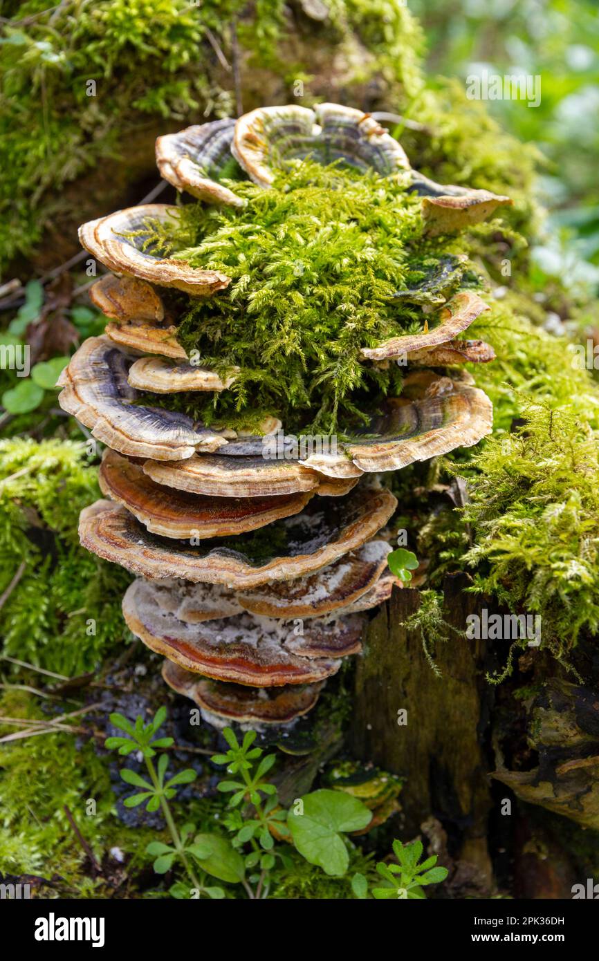 Turkey Tail Mushroom woodland fungi Hardwick Wood Cambridgeshire Stock ...