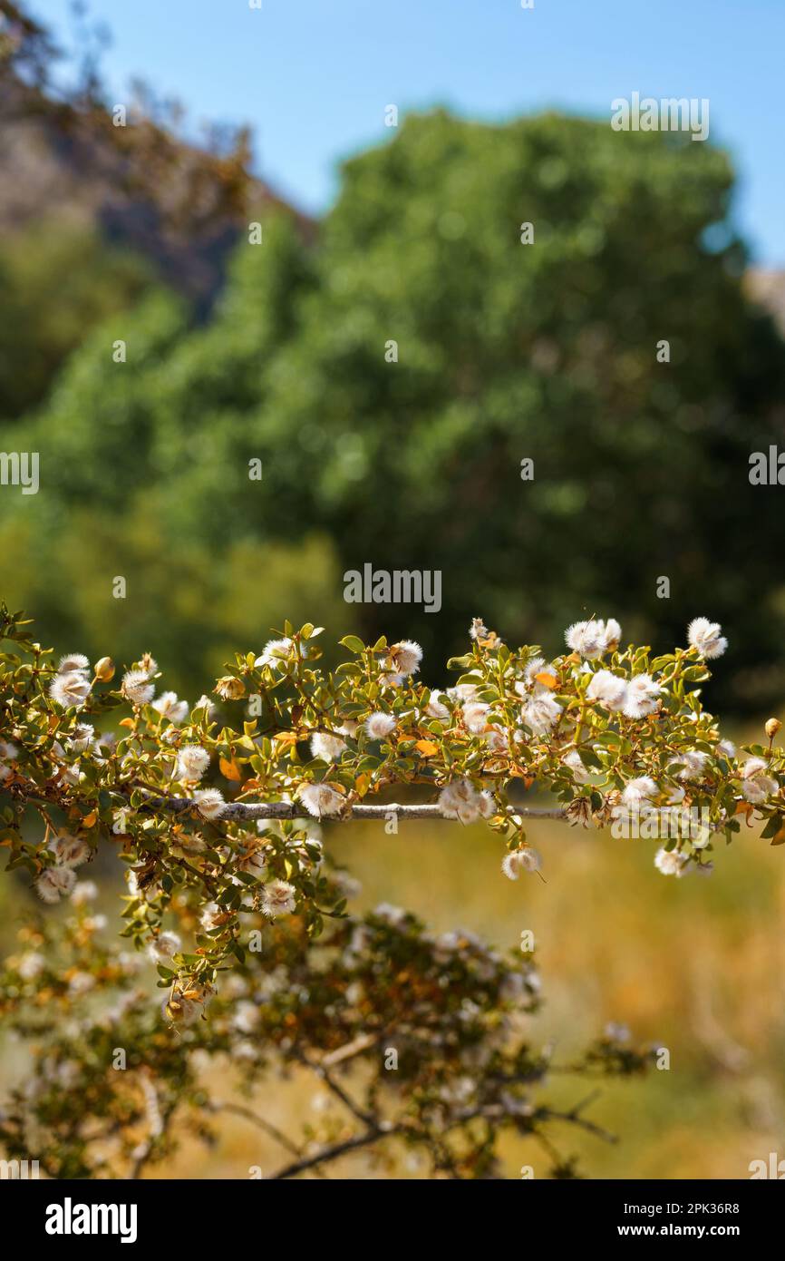 Creosote bush close up hi-res stock photography and images - Alamy