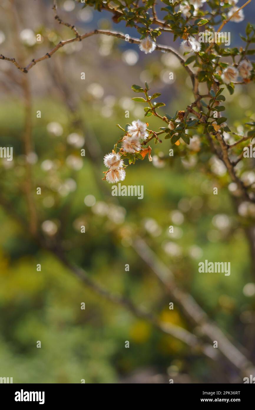 Creosote bush close up hi-res stock photography and images - Alamy