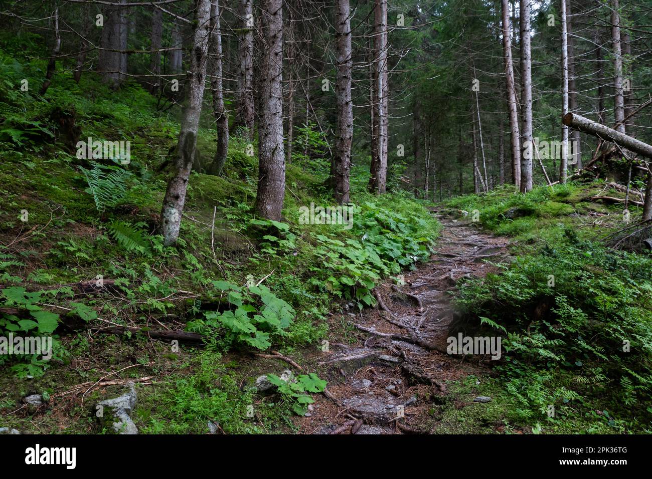 Sentiero di montagna immerso nel bosco alpi italiane Stock Photo - Alamy