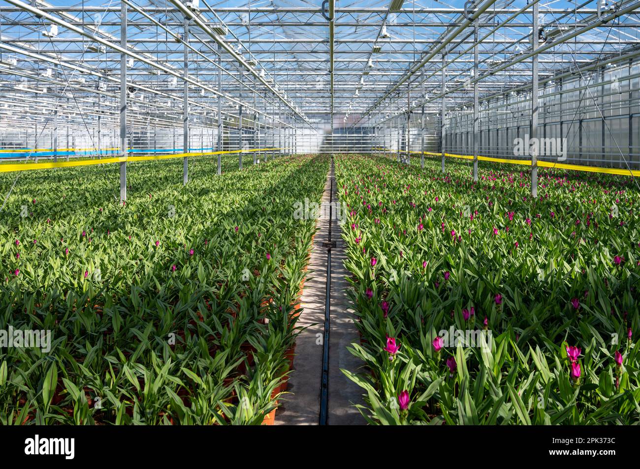 Turmeric, Curcuma longa flowering plant of ginger family, decorative or ...