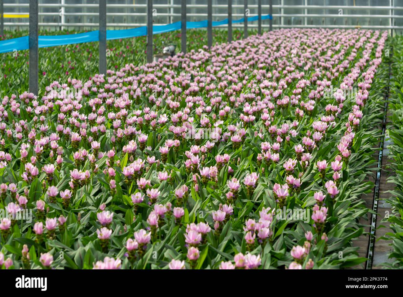 Turmeric, Curcuma longa flowering plant of ginger family, decorative or ...