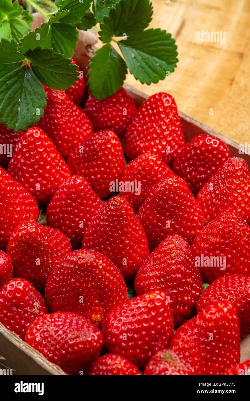 New harvest, 1 kilogram paper box of ripe red sweet Spanish strawberry ...