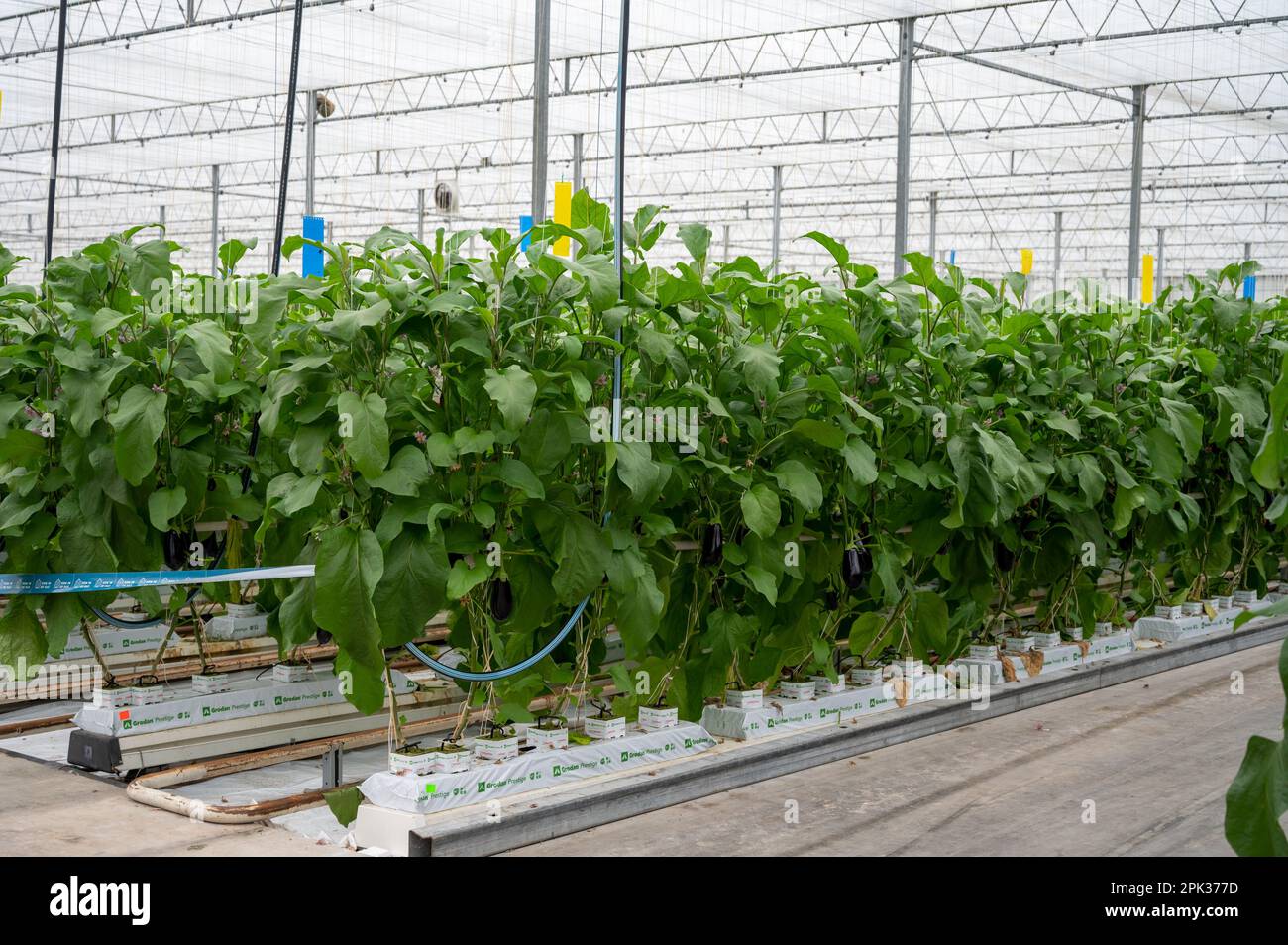 Dutch organic greenhouse farm with rows of eggplants plants with ripe ...