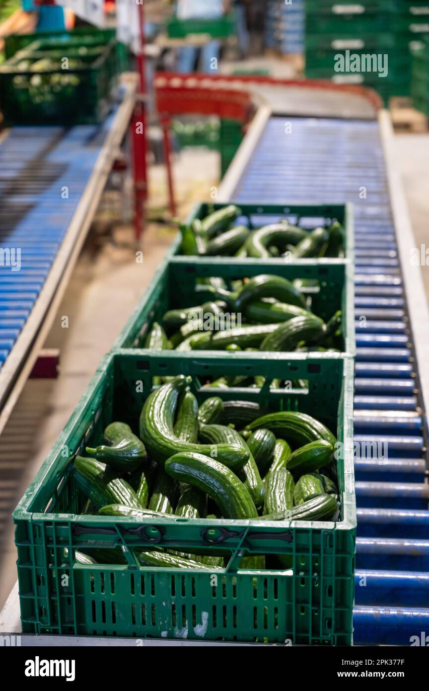 Handling and packaging of fresh harvested green cucumbers vegetables in ...