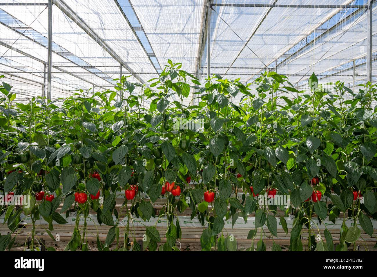 Big ripe sweet bell peppers, red paprika plants growing in glass ...