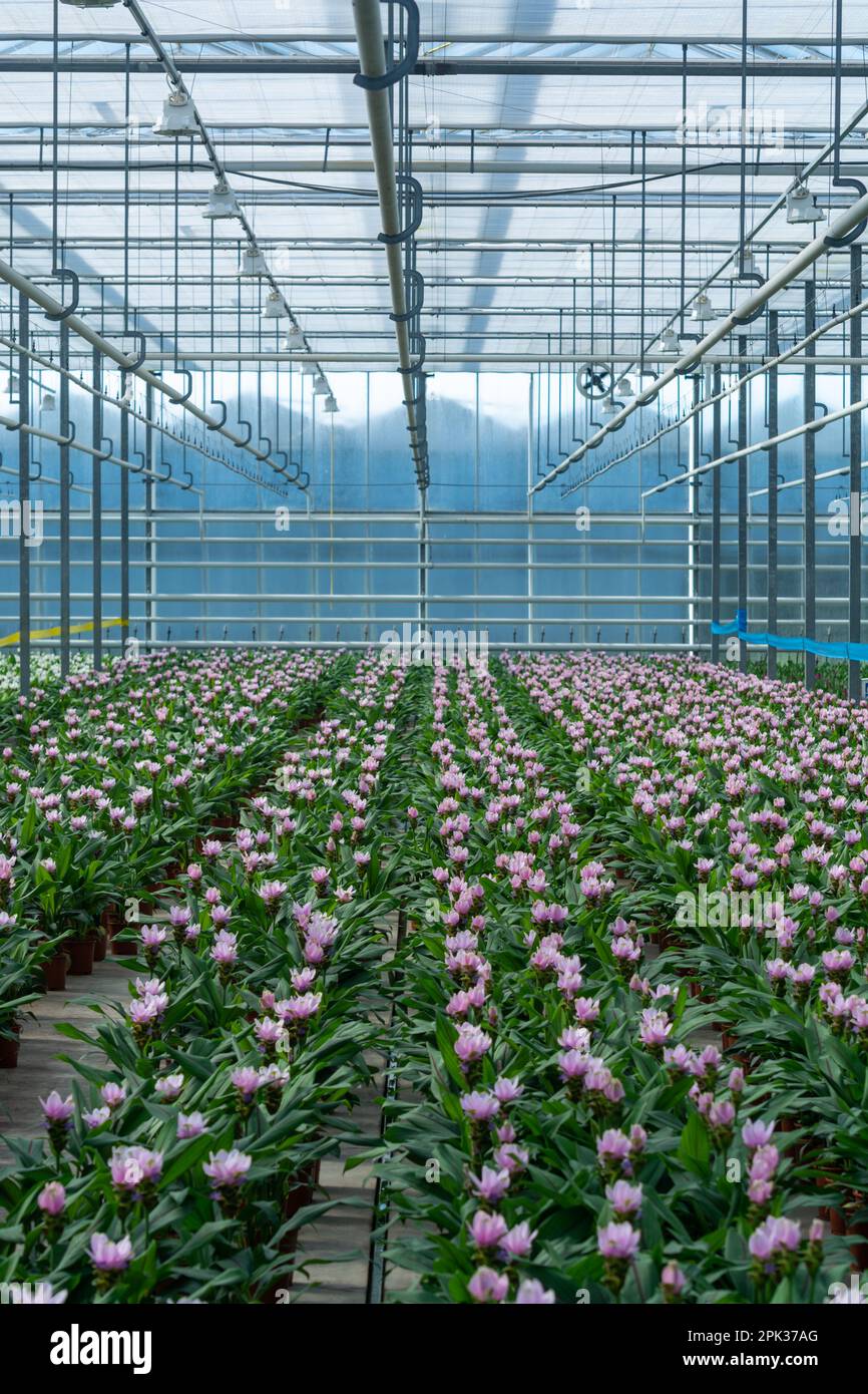 Turmeric, Curcuma longa flowering plant of ginger family, decorative or ...