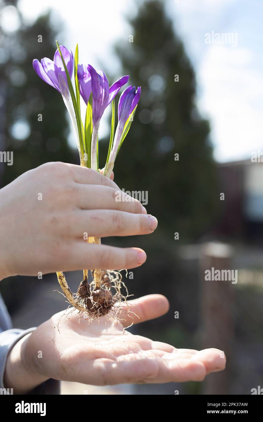 close-up of children's hands holding crocus flower with bulb and roots ...