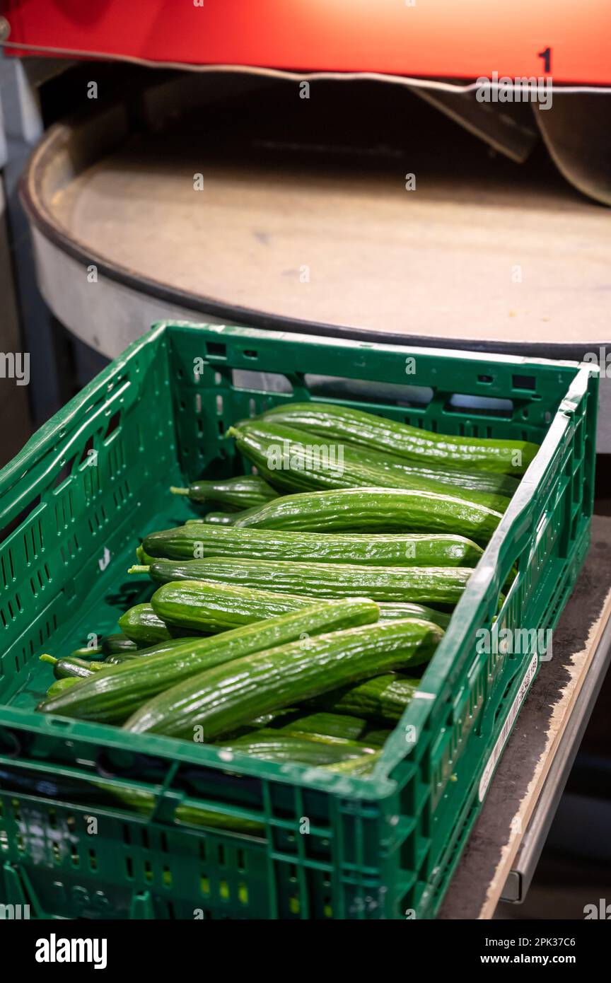 Handling and packaging of fresh harvested green cucumbers vegetables in ...