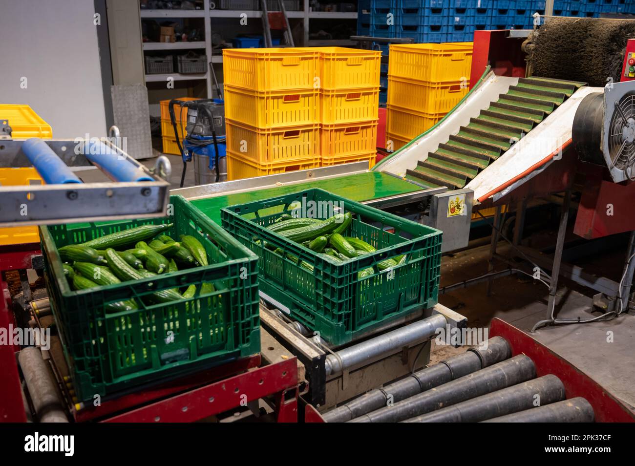 Handling and packaging of fresh harvested green cucumbers vegetables in ...