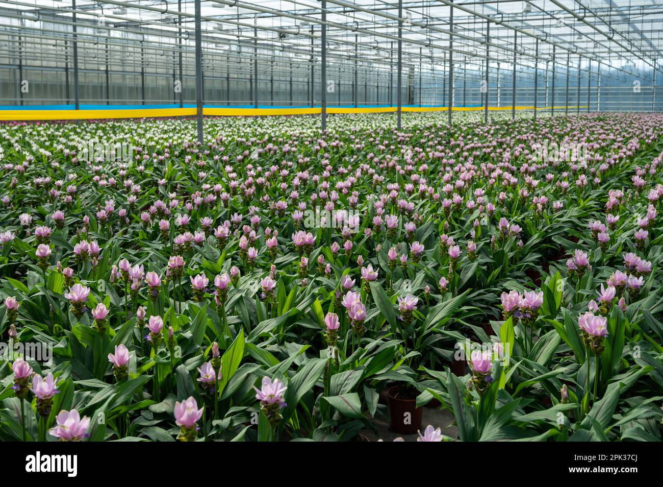 Turmeric, Curcuma longa flowering plant of ginger family, decorative or ...