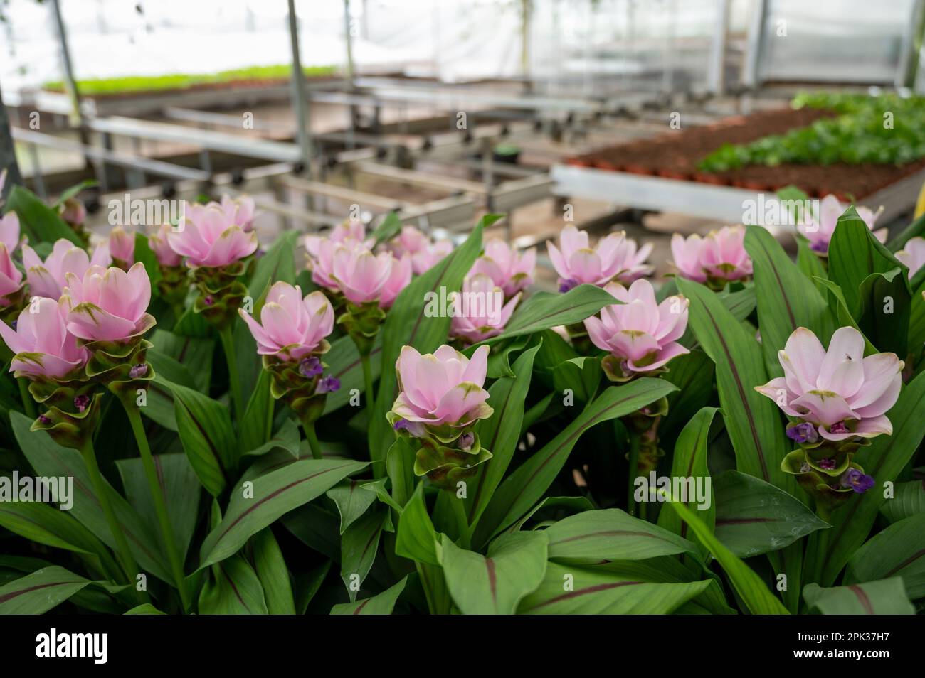 Turmeric, Curcuma longa flowering plant of ginger family, decorative or ...