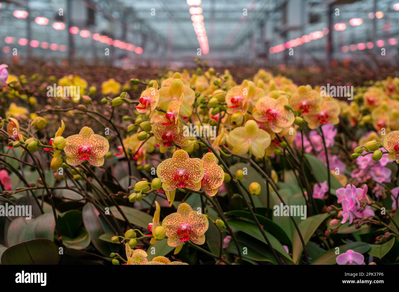 Cultivation of colorful tropical flowering plants orchid family ...
