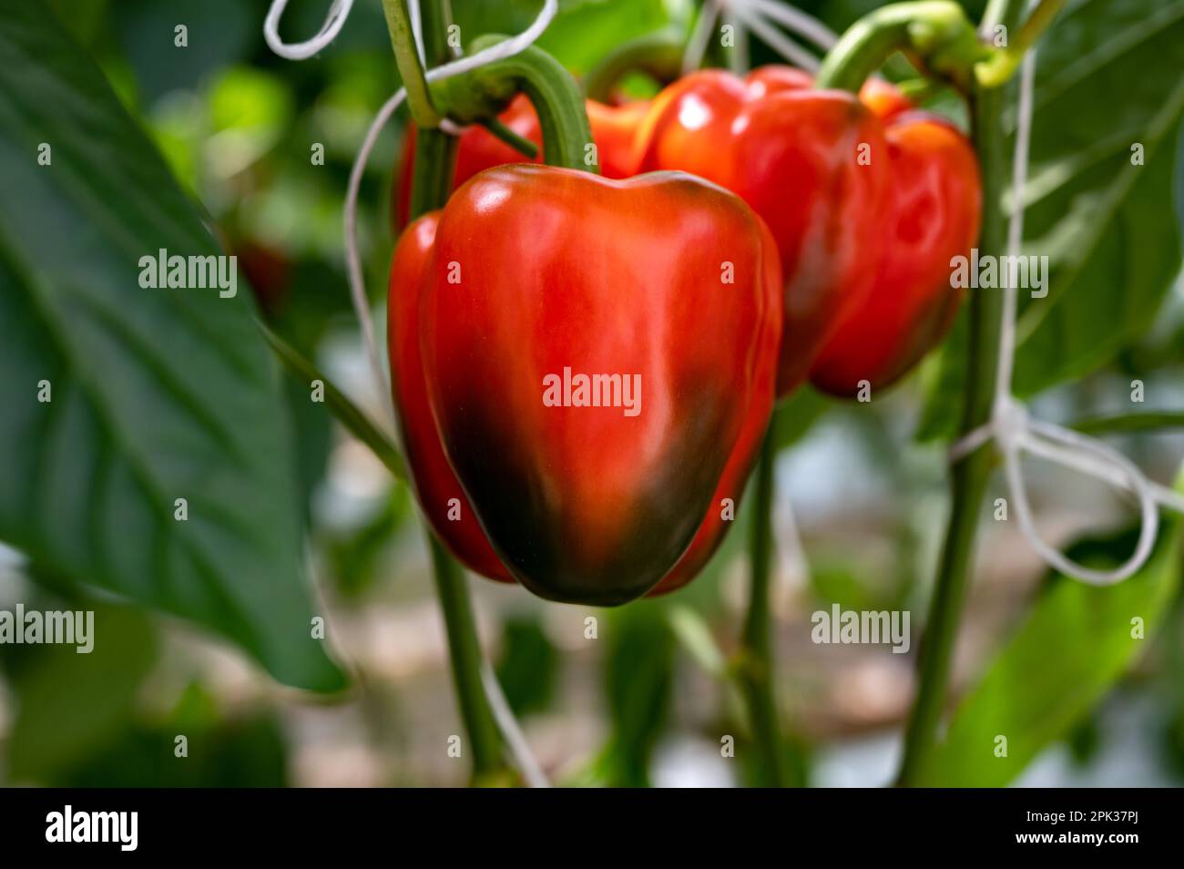 Big ripe sweet bell peppers, red paprika plants growing in glass ...