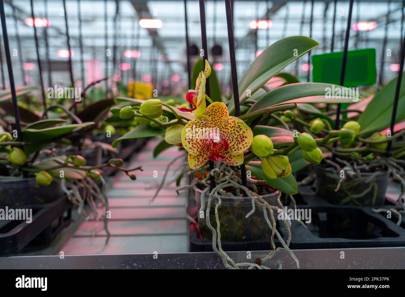 Cultivation of colorful tropical flowering plants orchid family ...