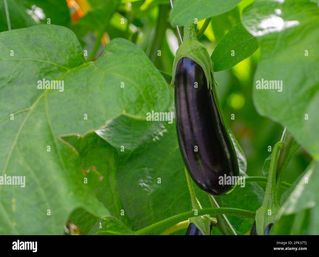 Dutch organic greenhouse farm with rows of eggplants plants with ripe ...