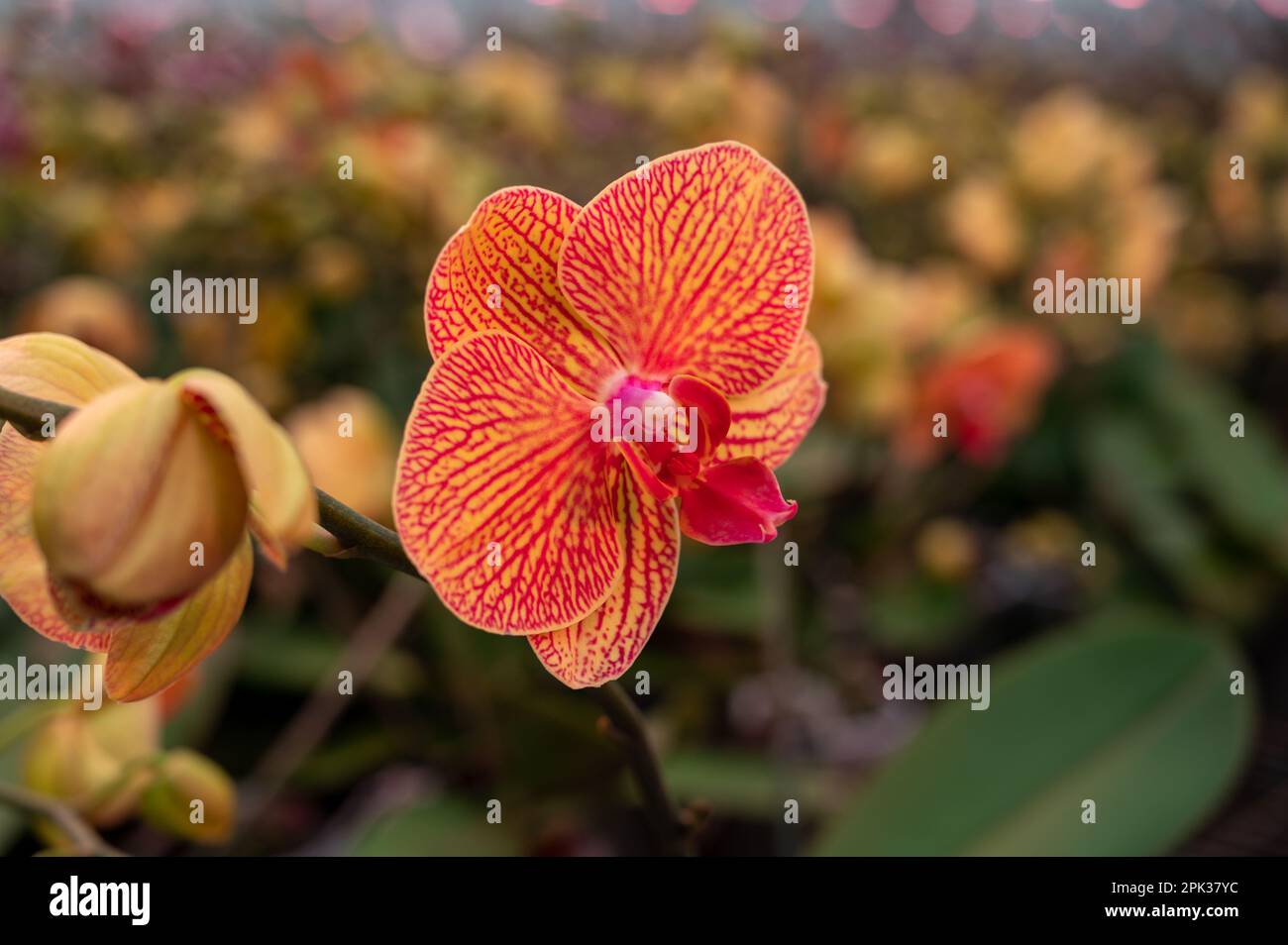 Cultivation of colorful tropical flowering plants orchid family ...