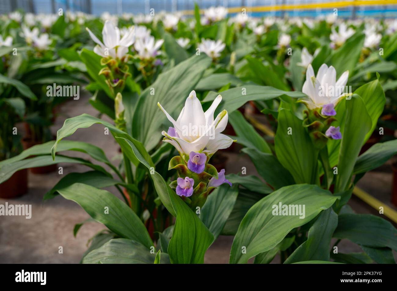 Turmeric, Curcuma longa flowering plant of ginger family, decorative or ...