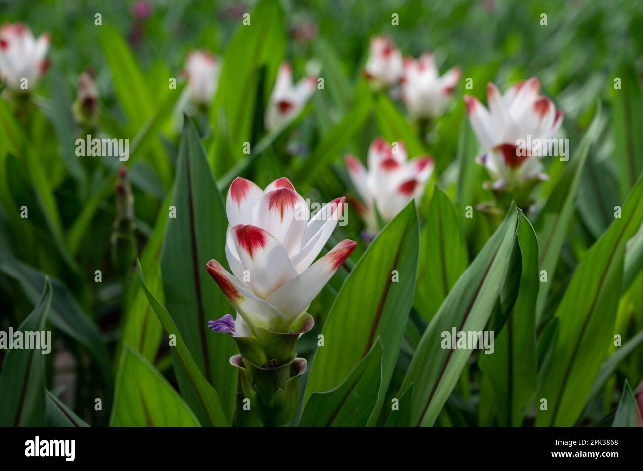 Turmeric, Curcuma longa flowering plant of ginger family, decorative or ...
