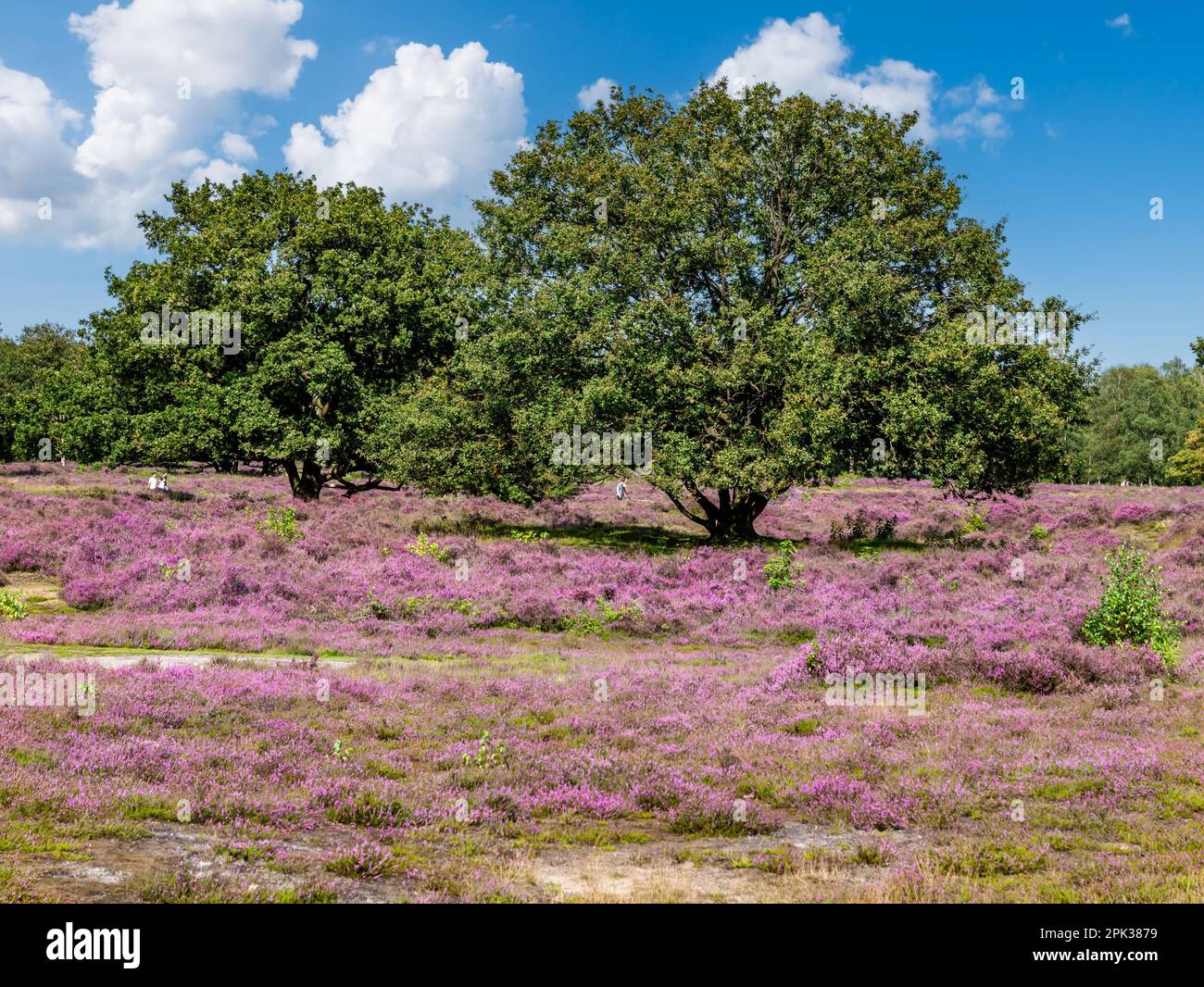 Heathland with oak trees and purple blooming heather in nature reserve ...