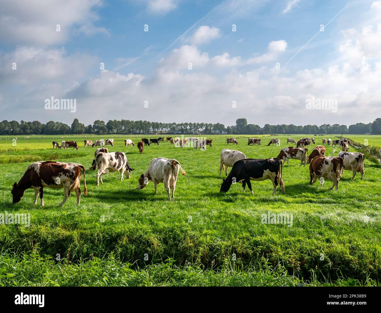 Herd of Friesian Holstein and Red-White diary cows grazing on green ...