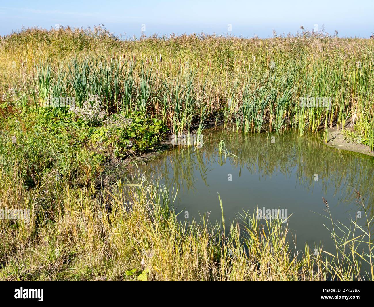 Swamp vegetation, reeds and shallow pool in marshland of Marker Wadden ...