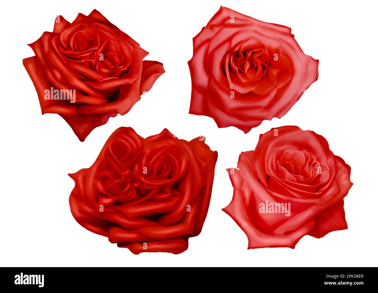 Watercolor red roses. delicate realistic roses. Set of illustrations ...