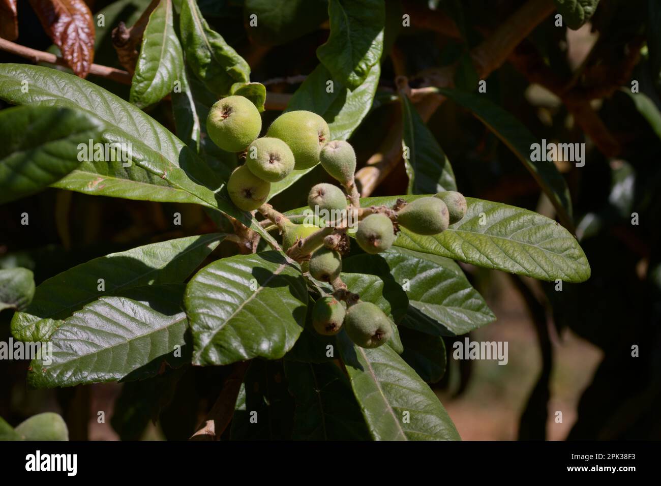 Detail of the fruits of the medlar tree (Eriobotrya japonica) in spring ...