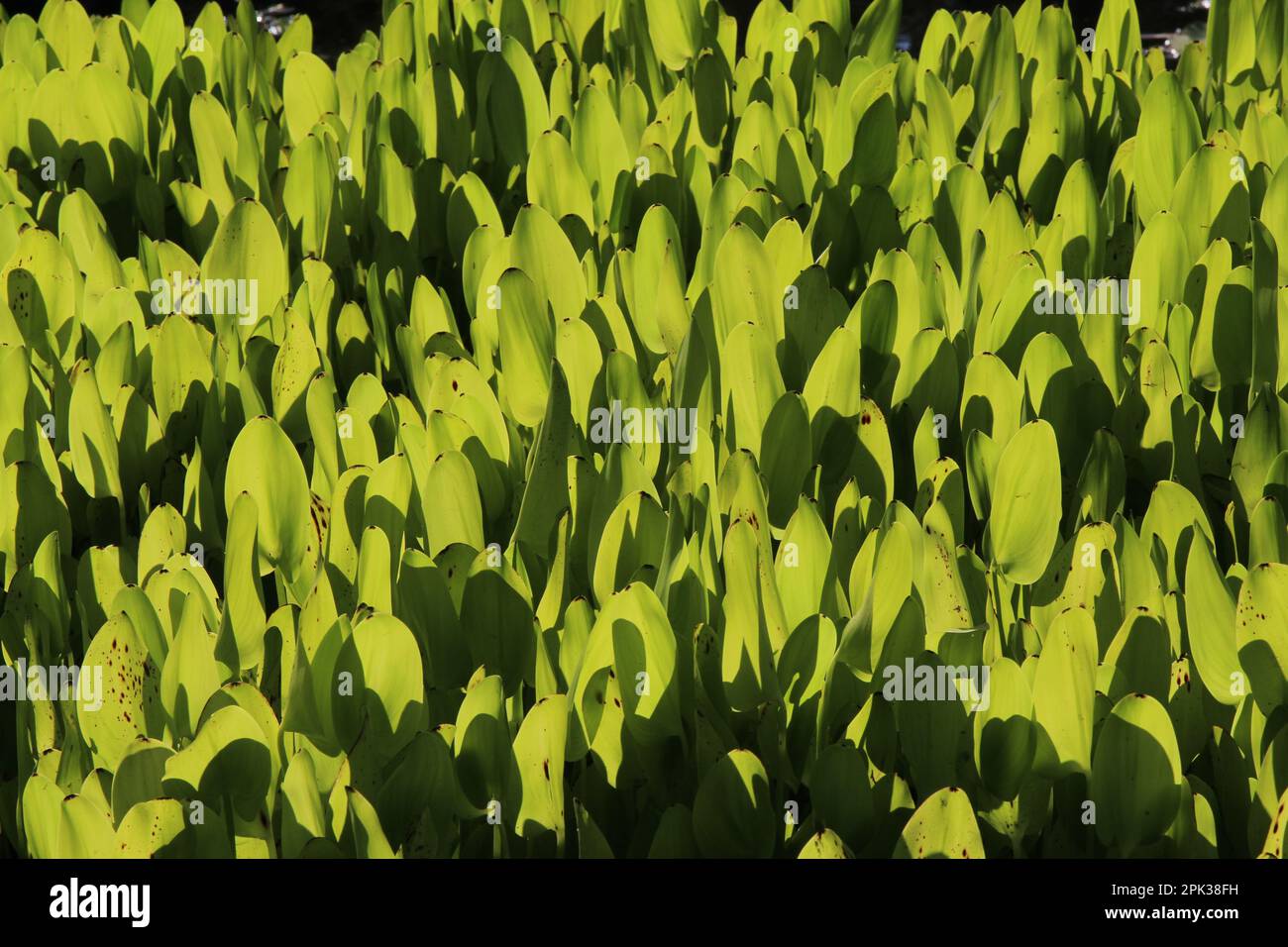 Green plant leaves backlit by sunlight Stock Photo - Alamy